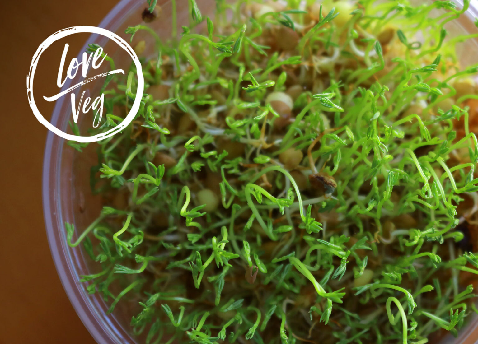 Germinados: Todo lo que debes saber | Love Veg