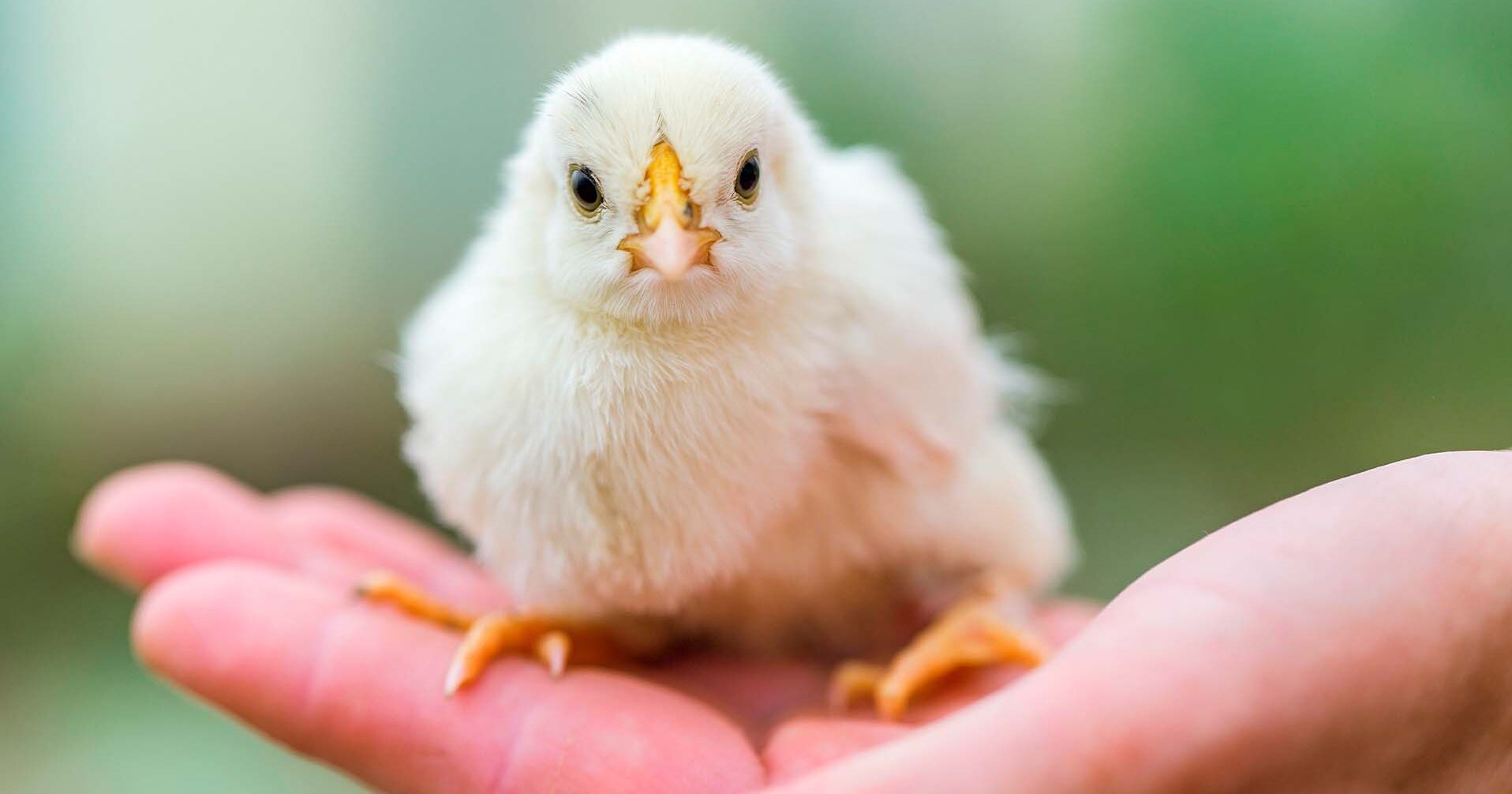 15 recetas para salvar a los pollos | Love Veg