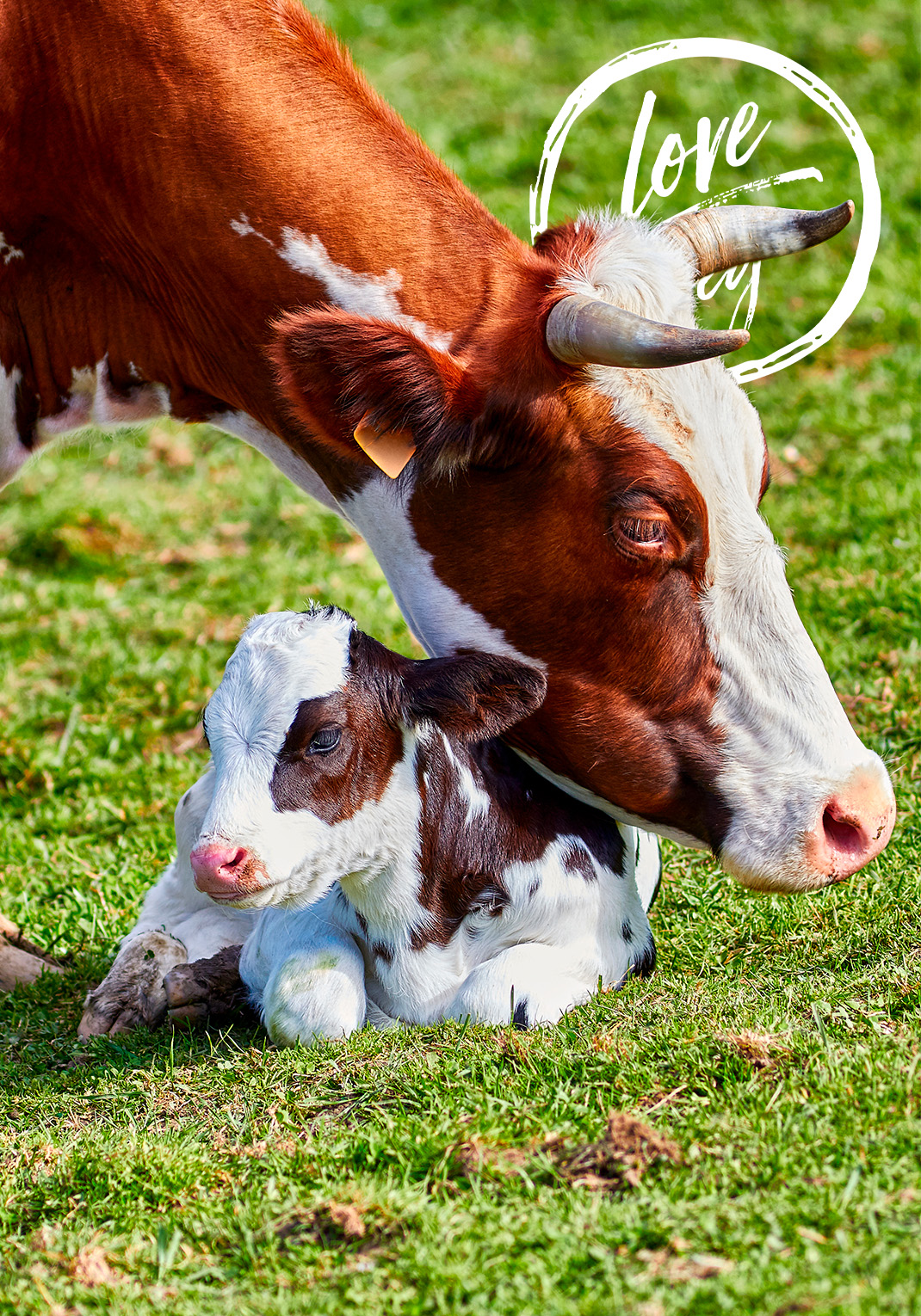 Tofu sin Límites: Reinvéntalo Todo con Tofu | Love Veg